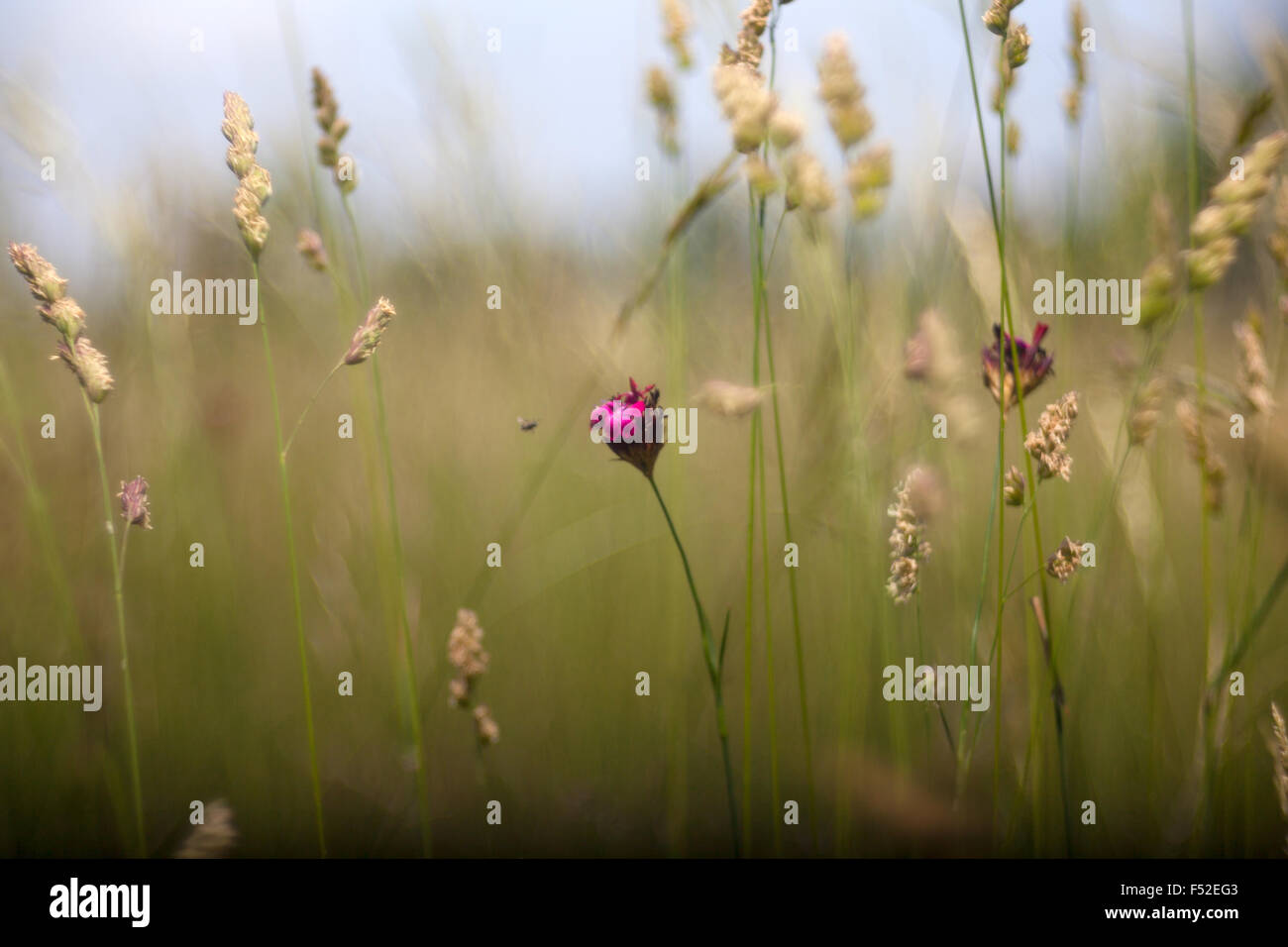 Countryside flowers hi-res stock photography and images - Alamy