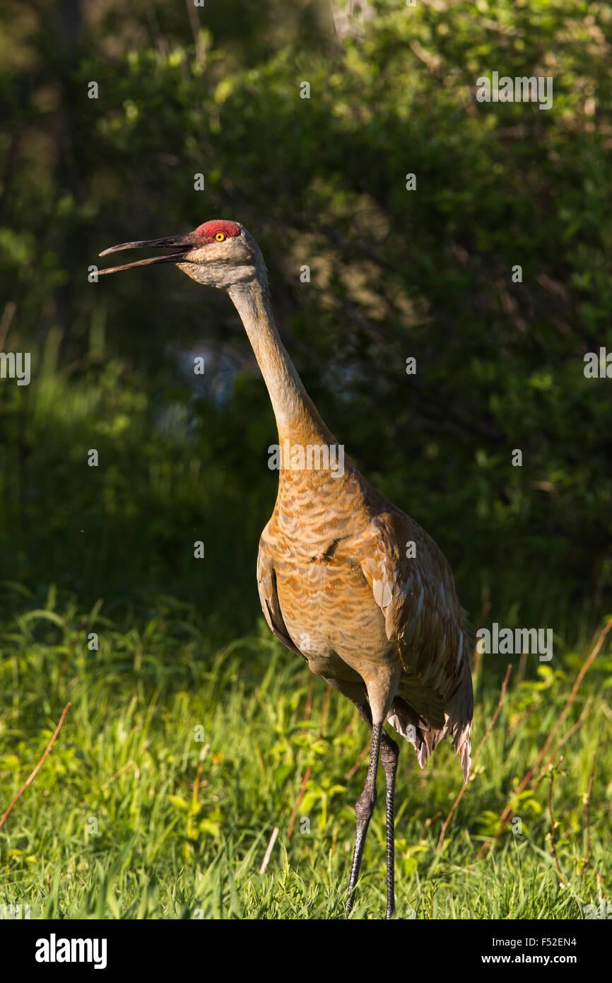Deformed legs hi-res stock photography and images - Alamy
