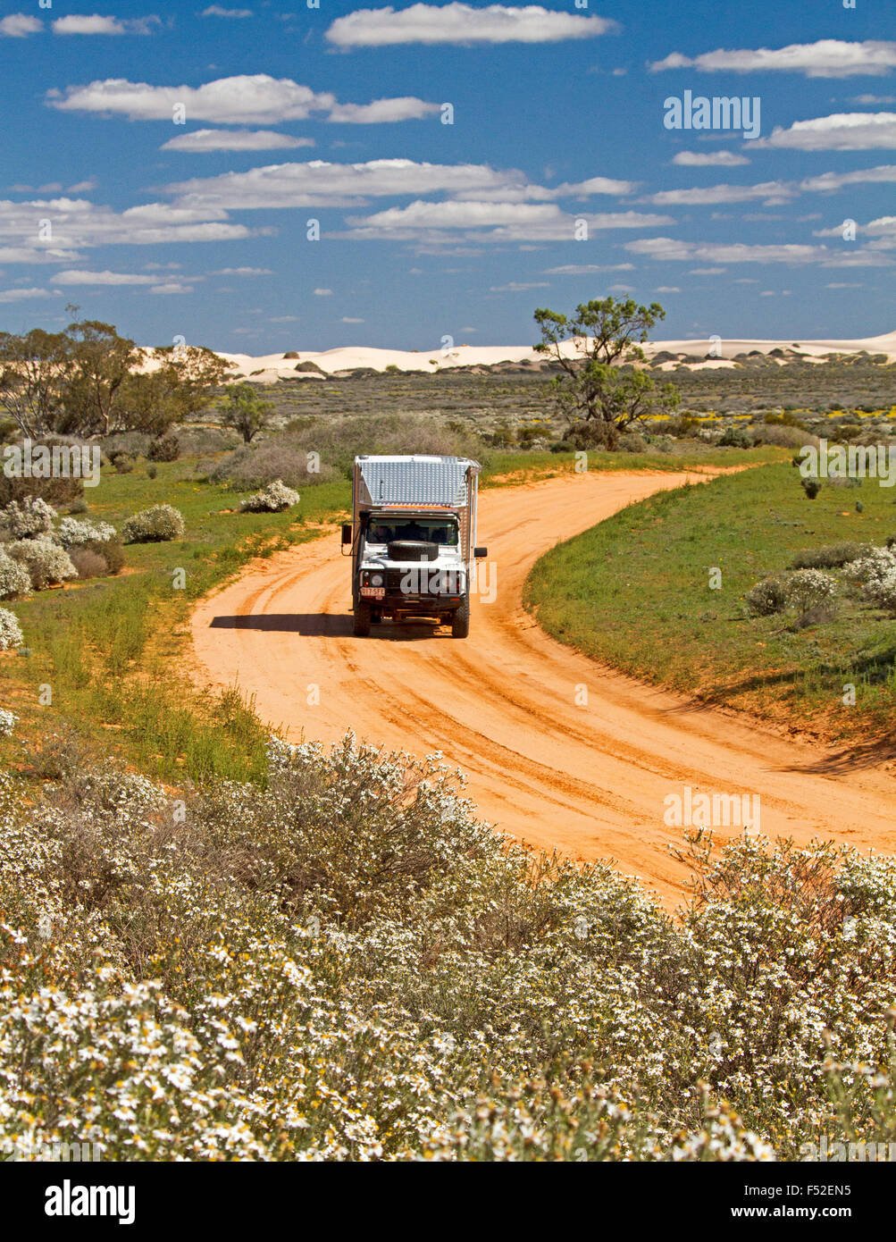 Land Rover motorhome on red dirt road hemmed with wildflowers, Olearia ...