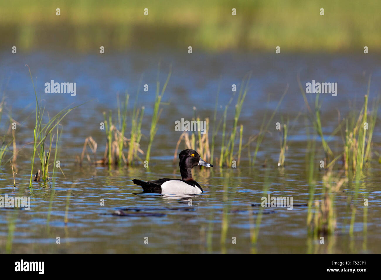 Ringnecked duck hi-res stock photography and images - Alamy