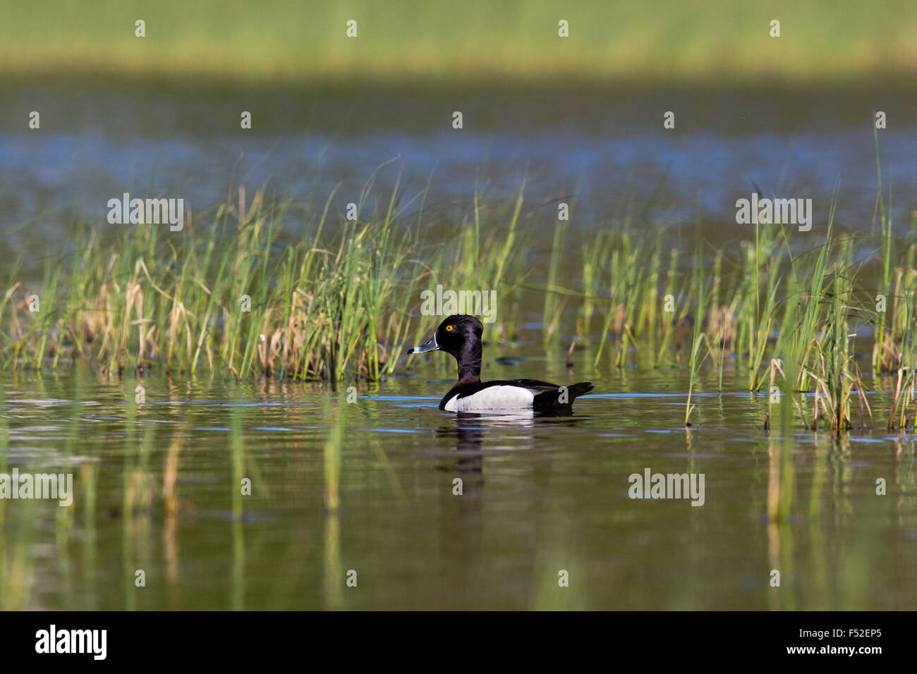 Ring-necked duck - drake Stock Photo - Alamy