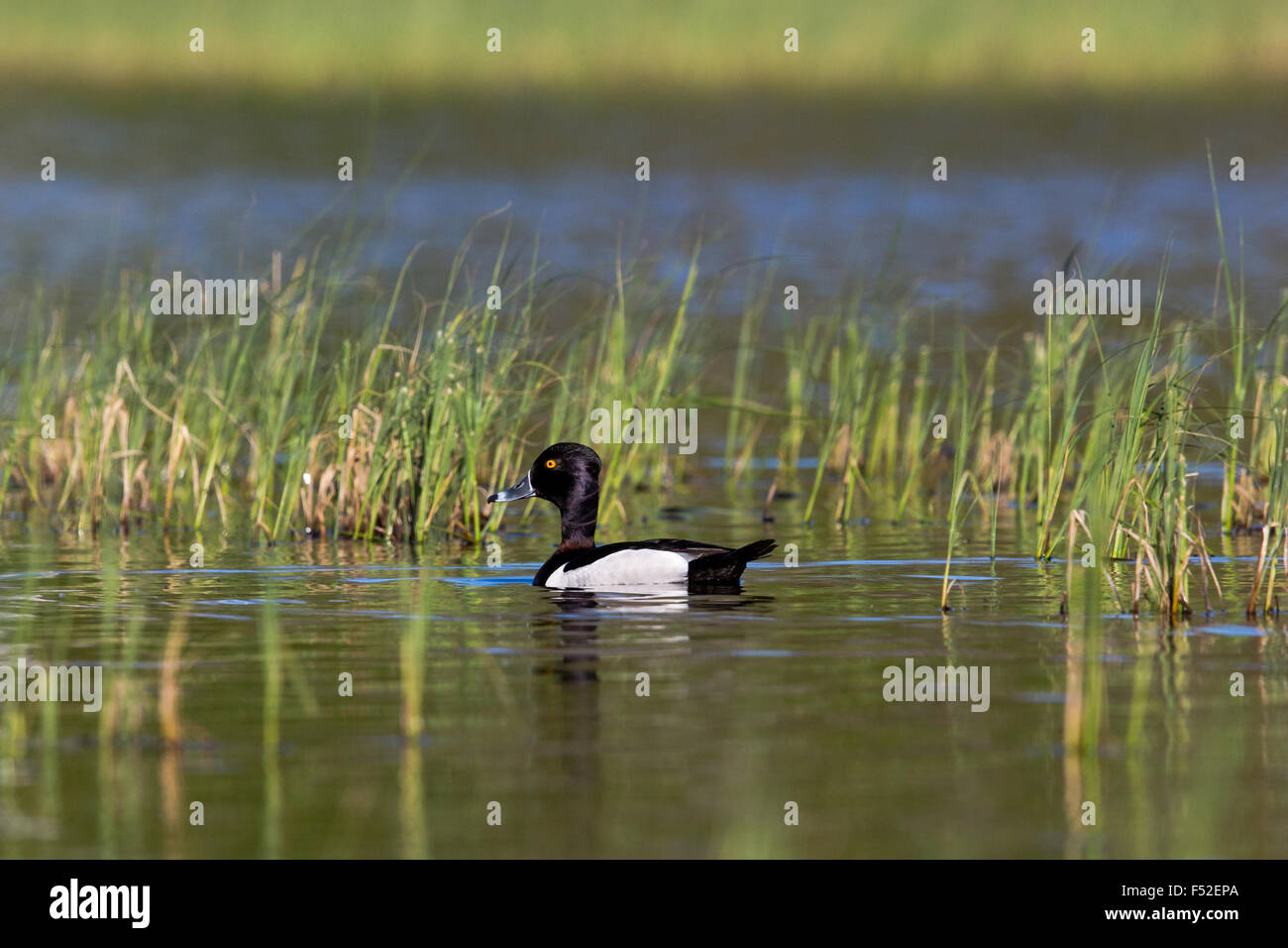 Ring-necked duck - drake Stock Photo - Alamy