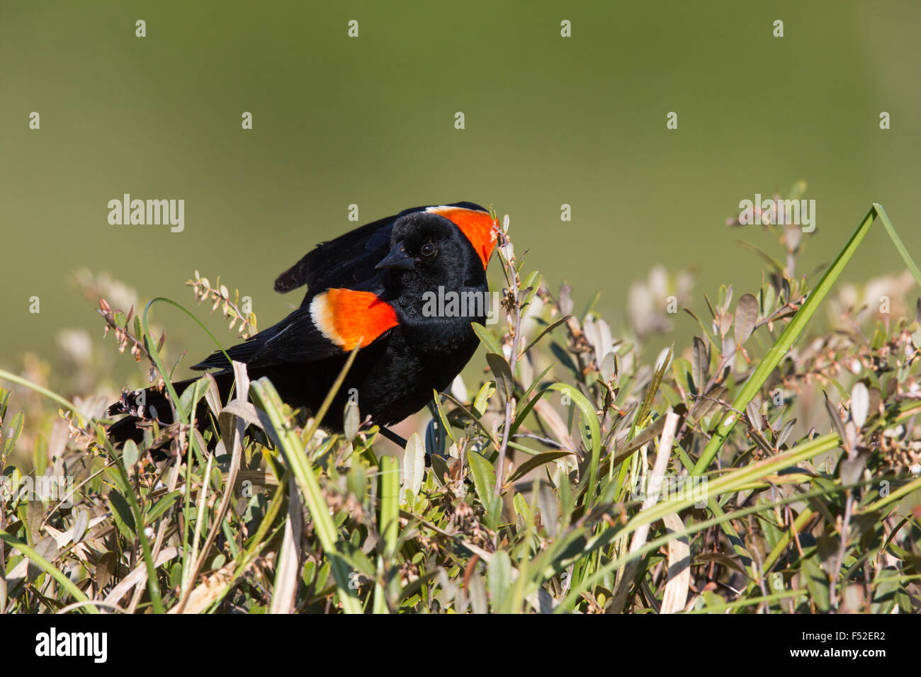 Red-winged blackbird - male Stock Photo - Alamy