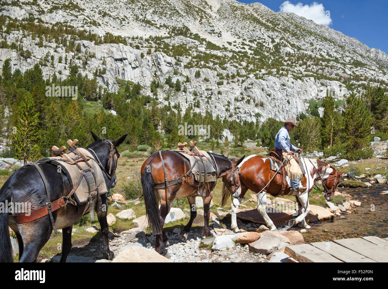 Mules horse hi-res stock photography and images - Alamy