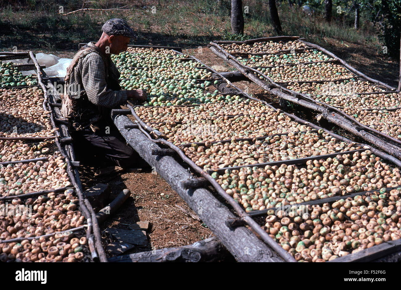 AJAXNETPHOTO. MELINA, GREECE. - DRYING FIGS - A FIG CROP BEING LAID OUT ...