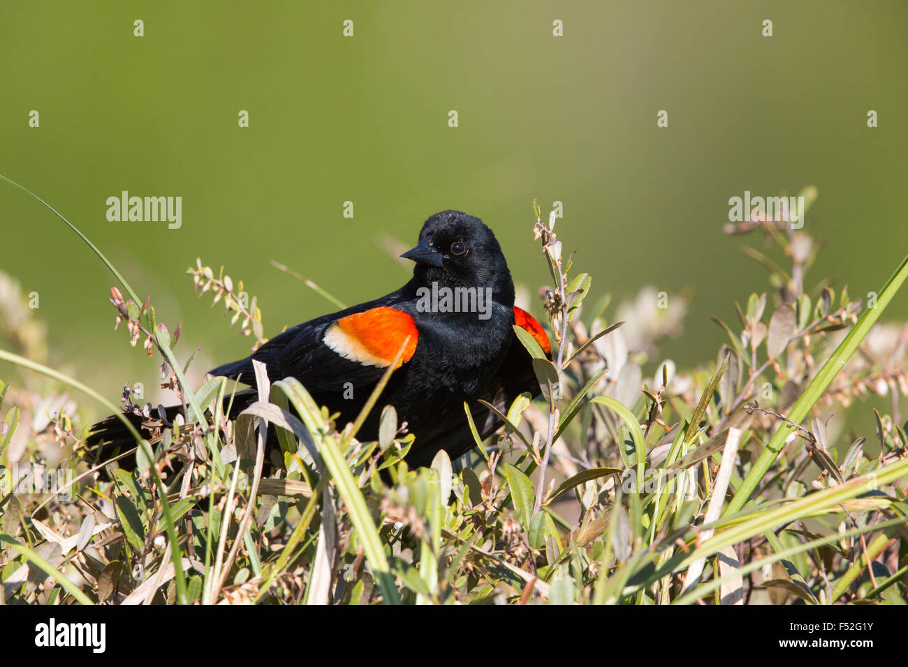 Red-winged blackbird - male Stock Photo - Alamy