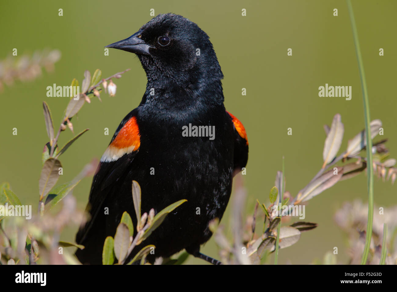 Red-winged blackbird - male Stock Photo - Alamy