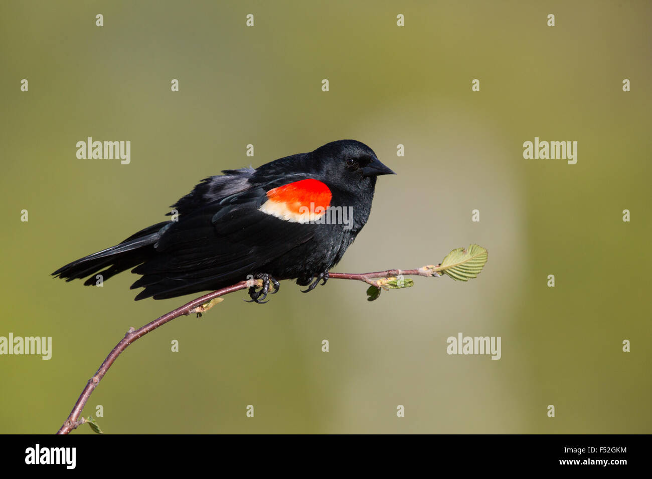 Red-winged blackbird - male Stock Photo - Alamy