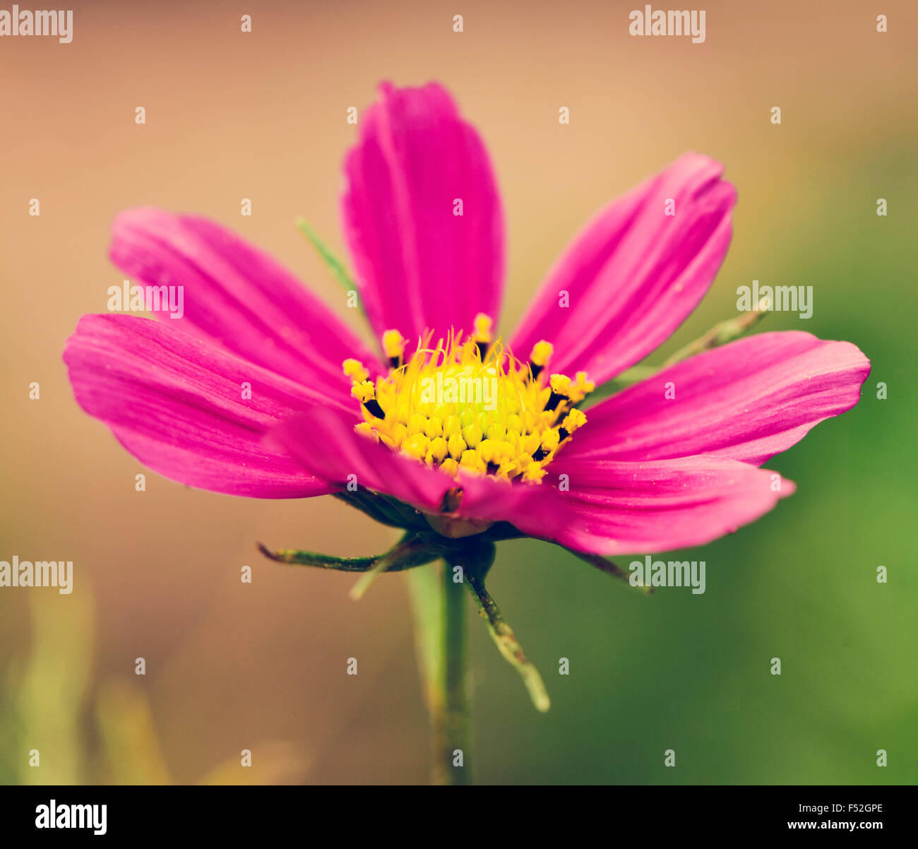 Nice colorful hi-res stock photography and images - Alamy