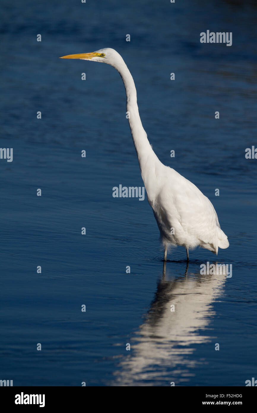 Craning your neck hi-res stock photography and images - Alamy