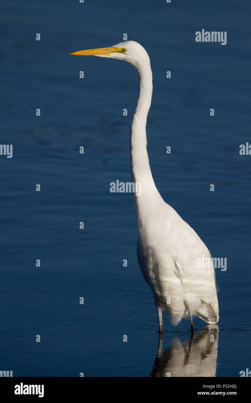 Craning your neck hi-res stock photography and images - Alamy