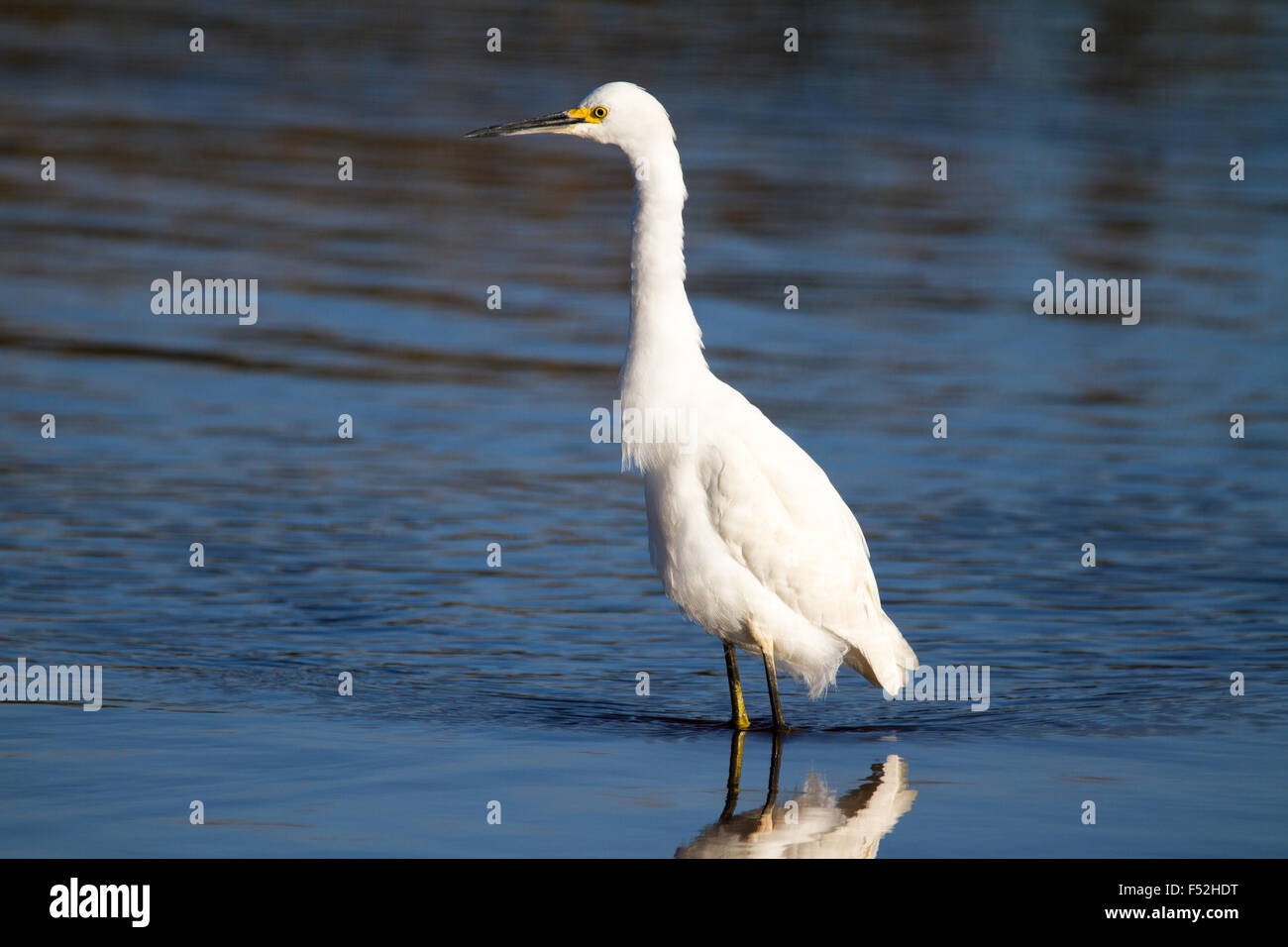 Snowy egret craning his neck Stock Photo - Alamy