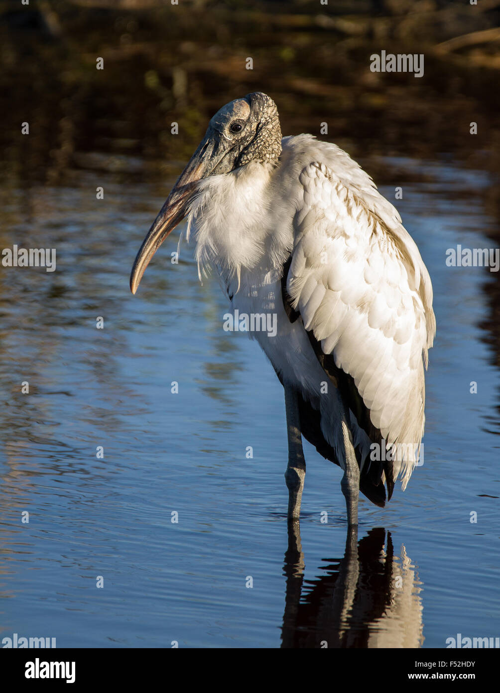 South carolina salt water marsh birds hi-res stock photography and ...
