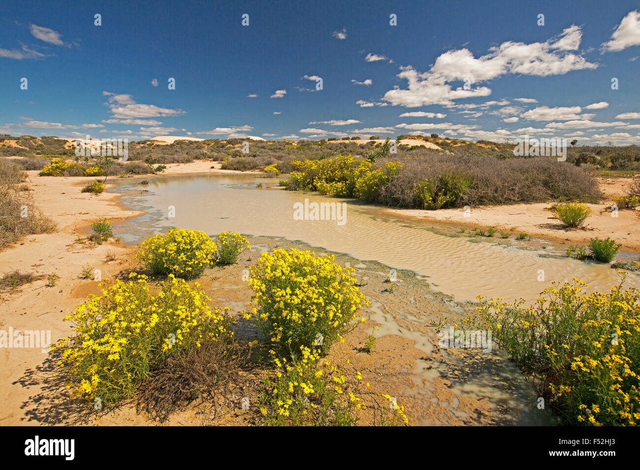 Australian outback landscape with pool of water, yellow wildflowers ...