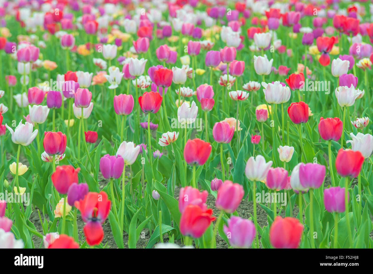 Colorful tulips in flower garden Stock Photo - Alamy