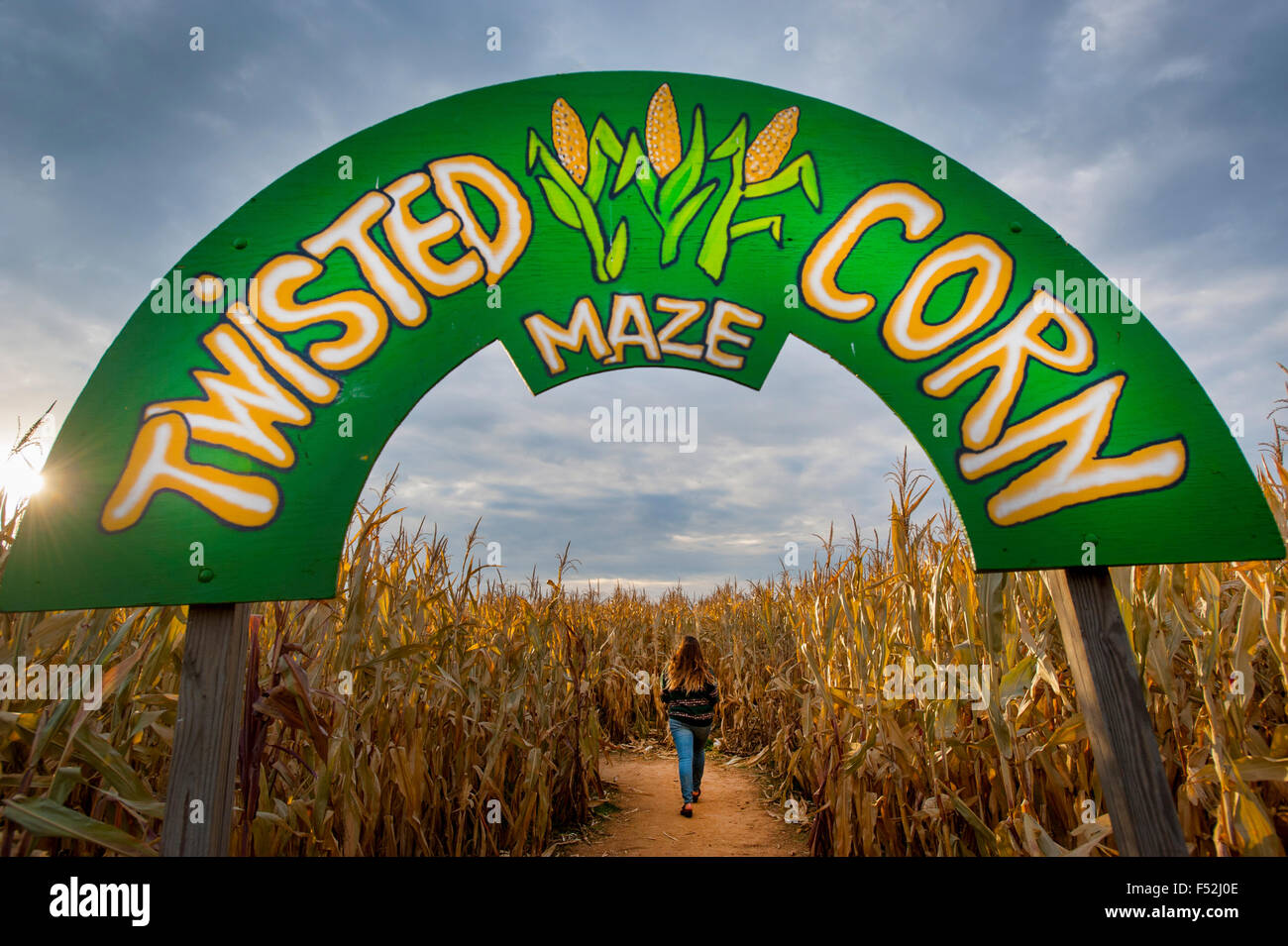 Girl entering a corn maze in rural Maryland MD USA at a fall festival ...