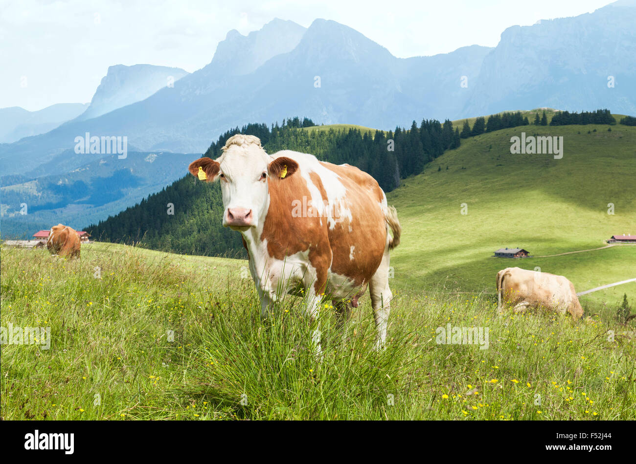Pinzgau Cattle High Resolution Stock Photography and Images - Alamy