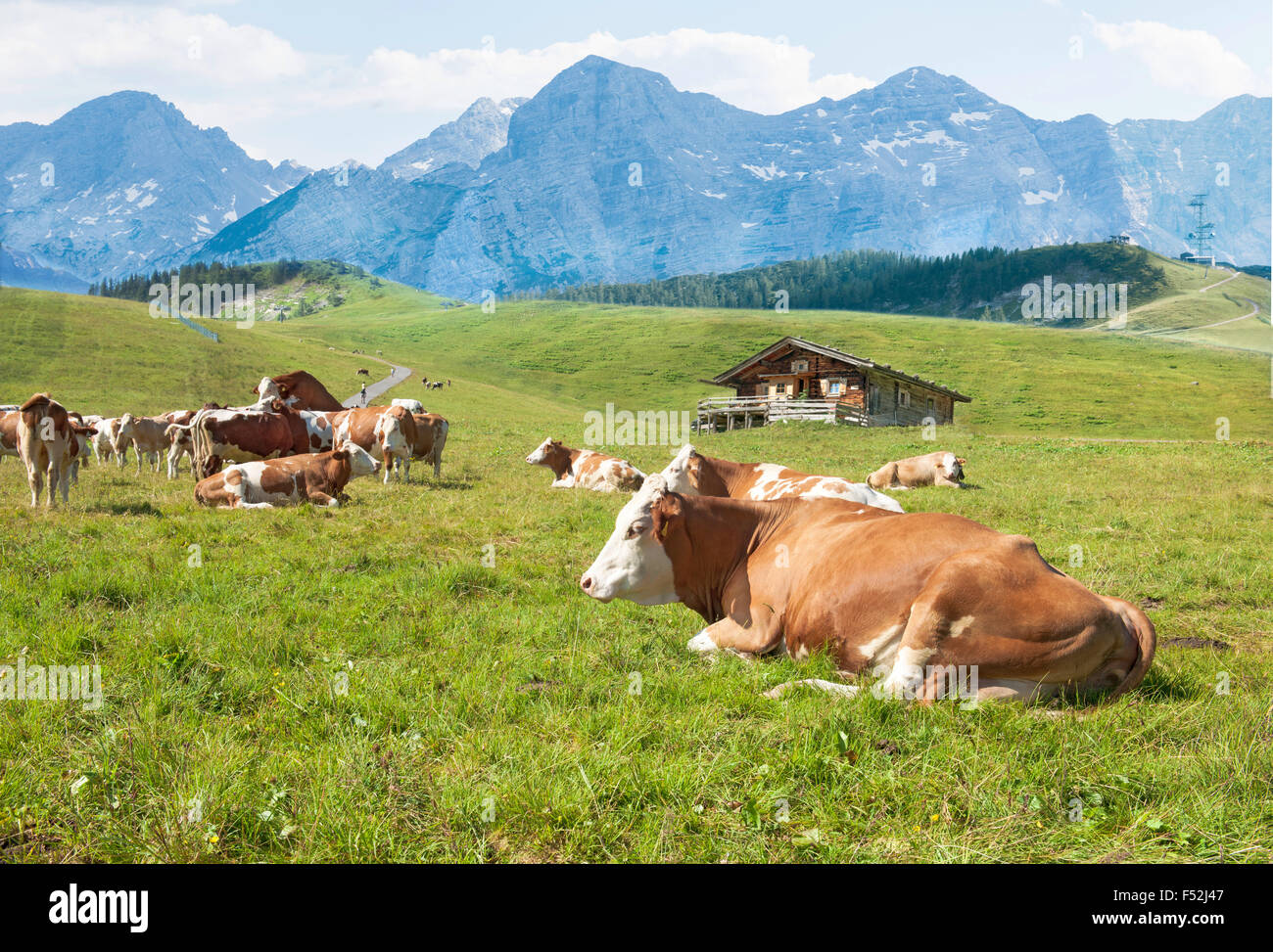 Alpine grassland, cows, alpine hut, mountain landscape, Loferer Alm ...