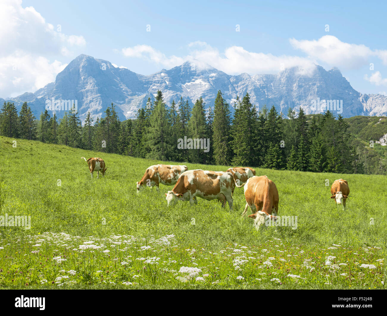 Alpine grassland, blossoming, cows, Lofer mountains, larch wood ...