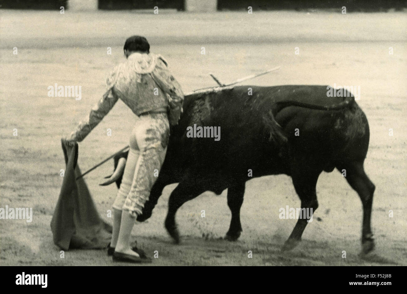 The bullfighter challenge the bull during the bullfight , Madrid, Spain ...