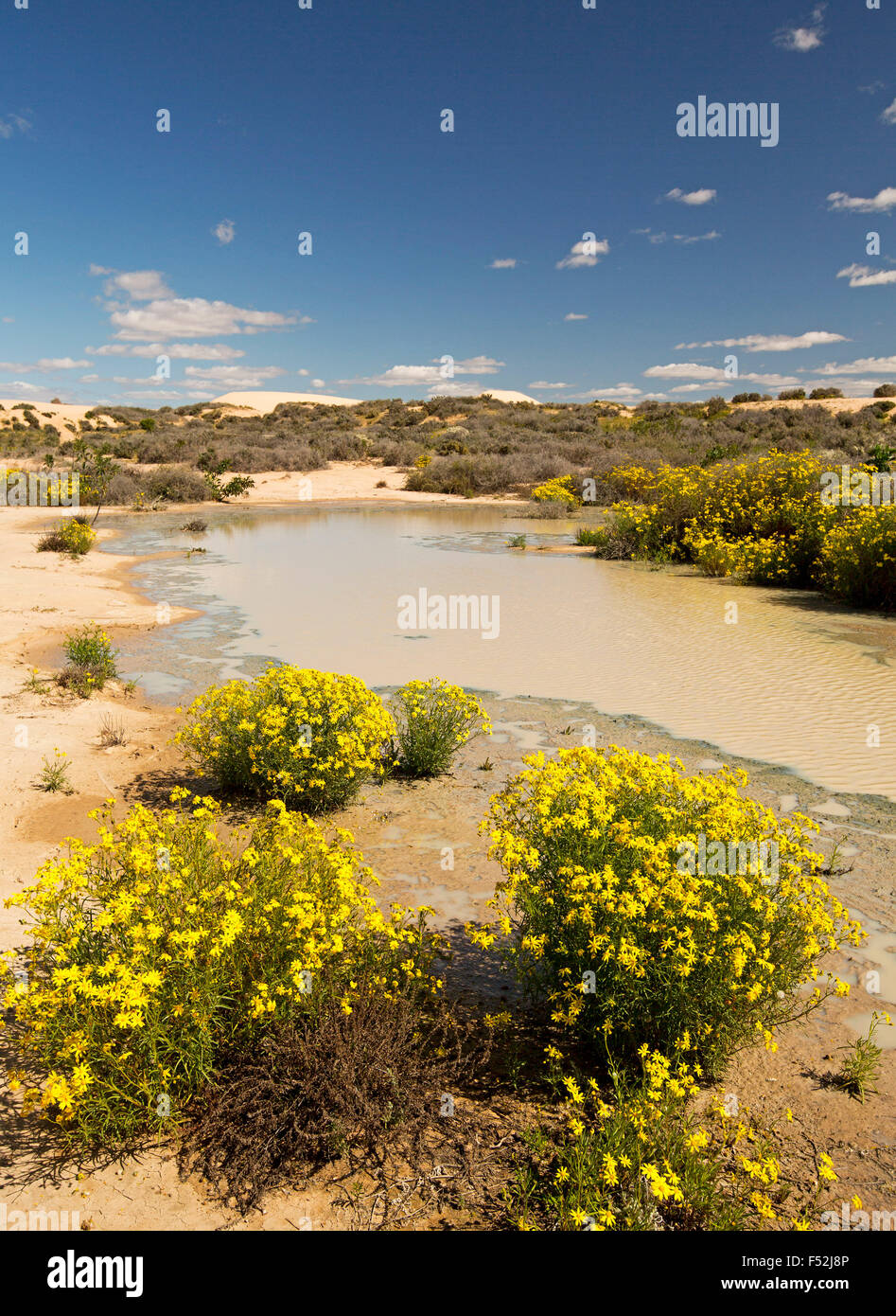 Australian outback landscape with pool of water, yellow wildflowers ...