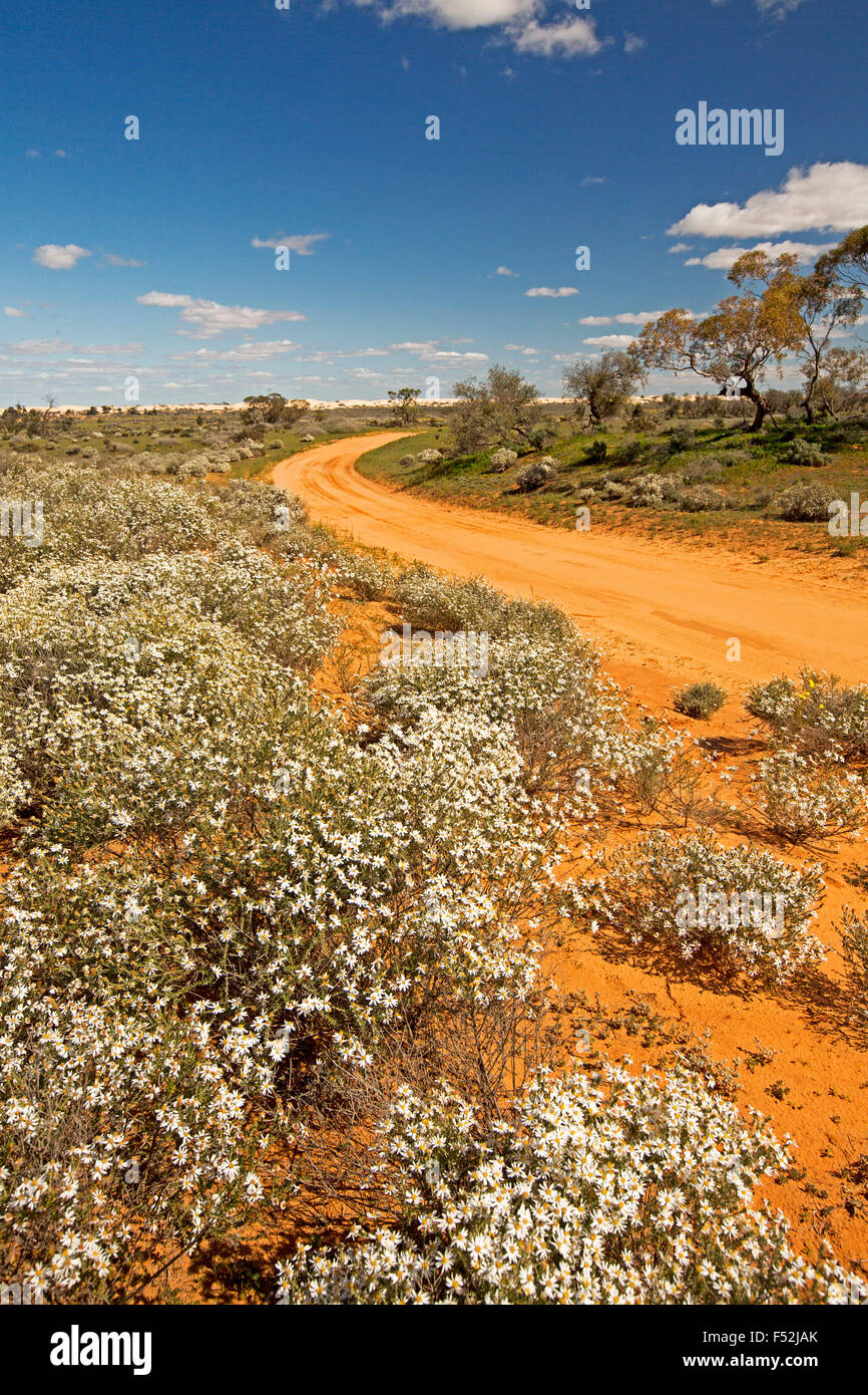 Australian outback landscape with red dirt road hemmed with wildflowers ...