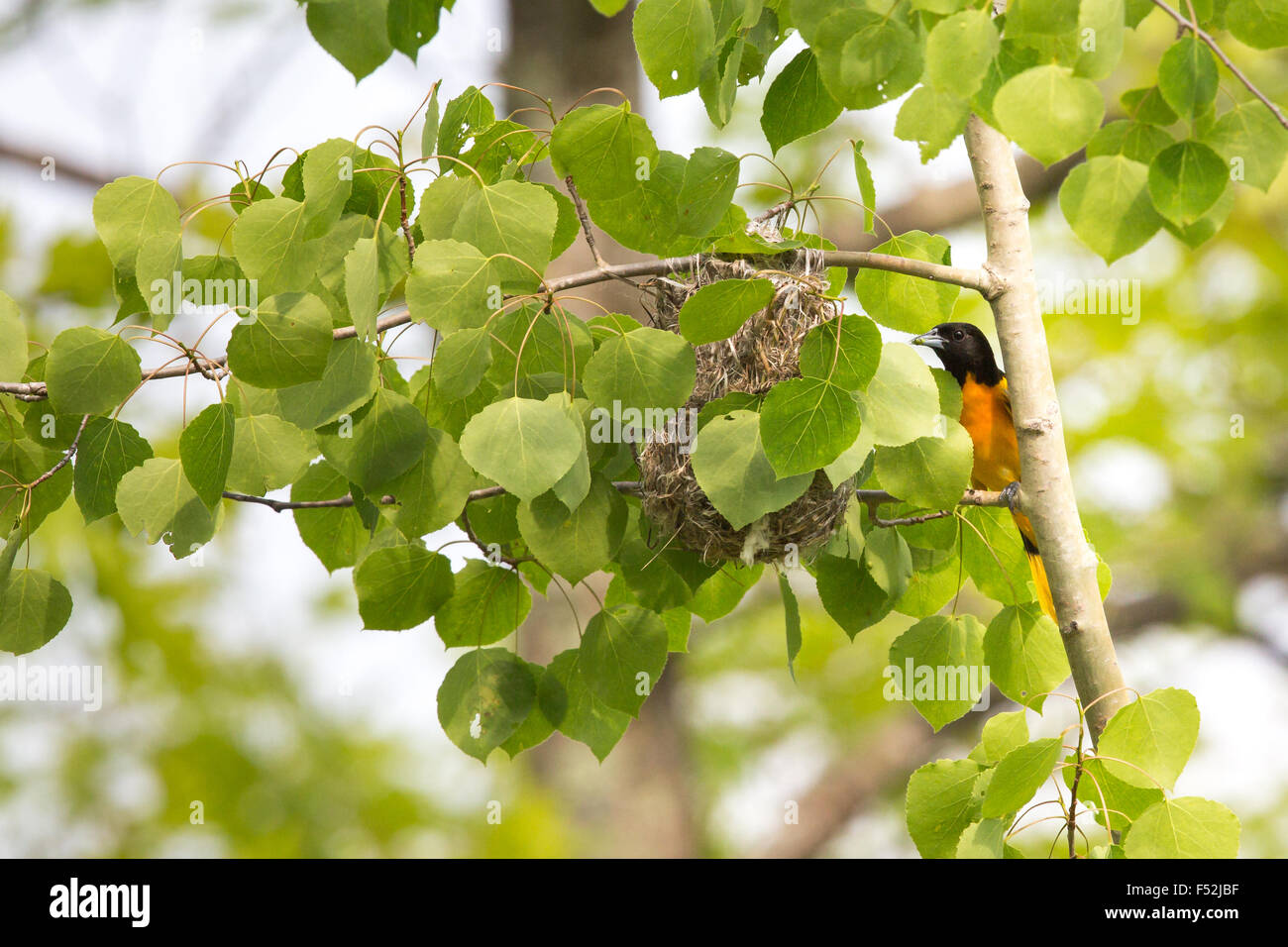 Baltimore oriole - male Stock Photo - Alamy