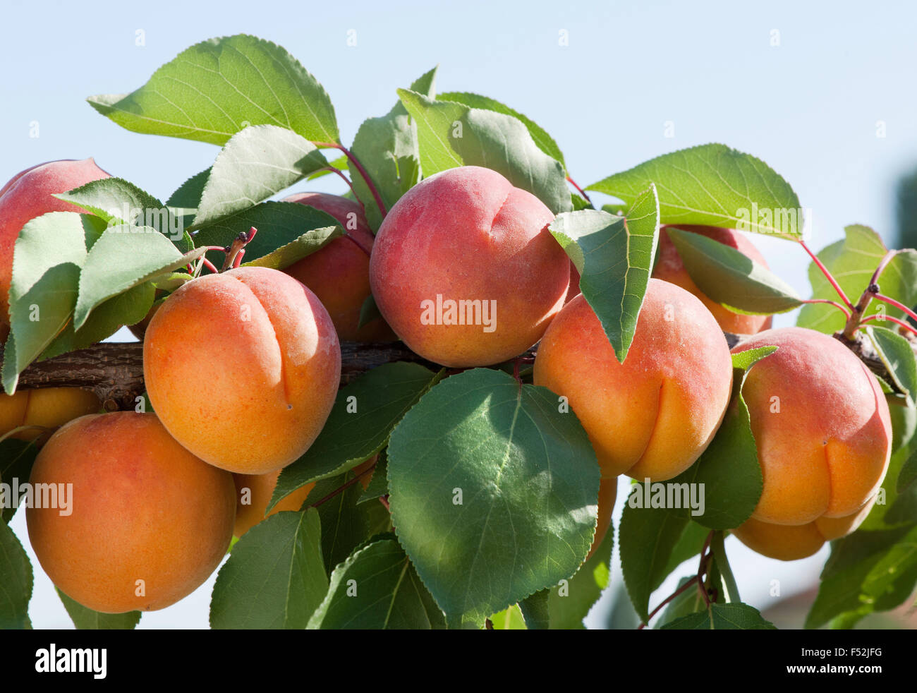 Rosaceous hi-res stock photography and images - Alamy