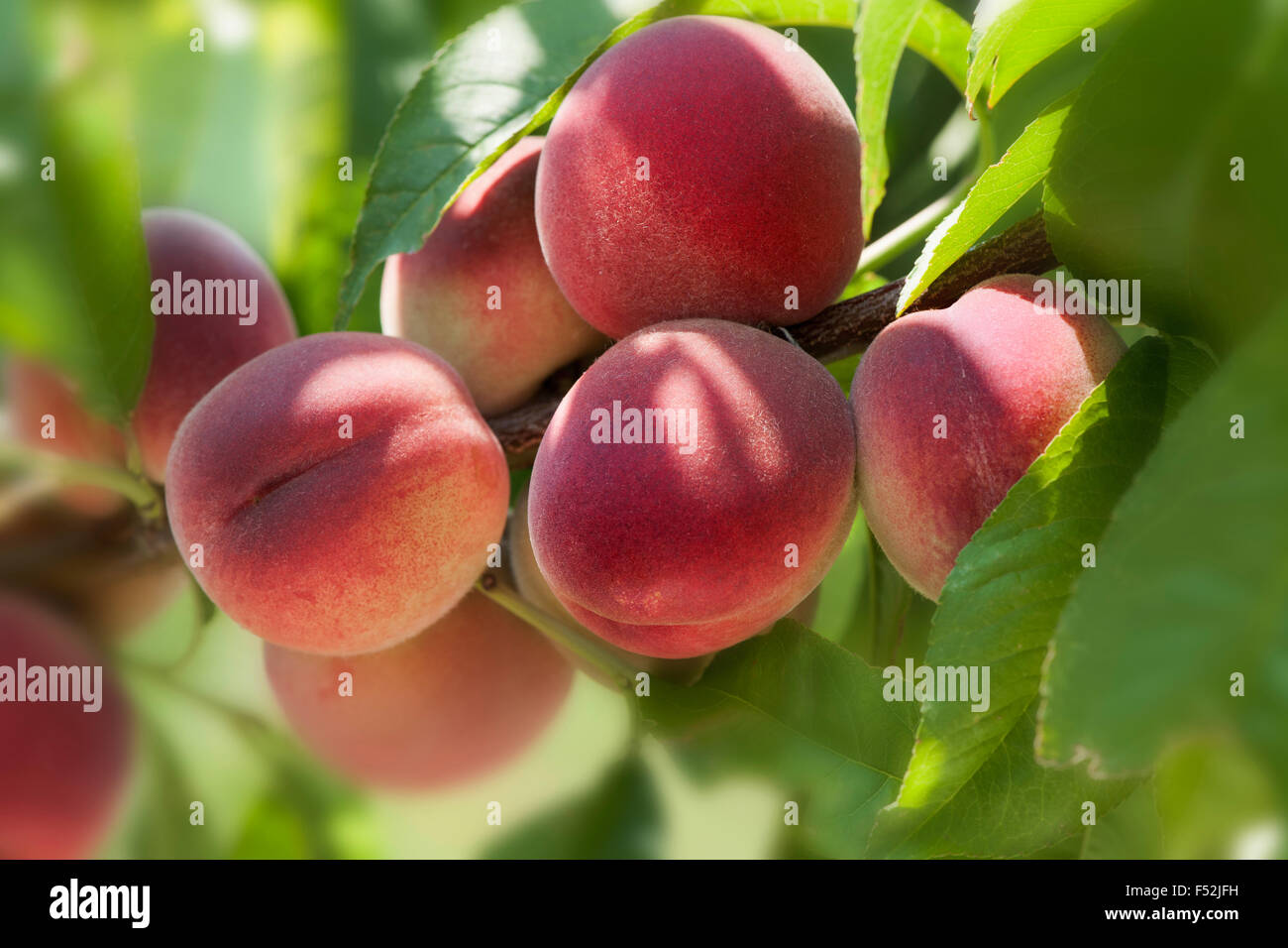Rosaceous hi-res stock photography and images - Alamy