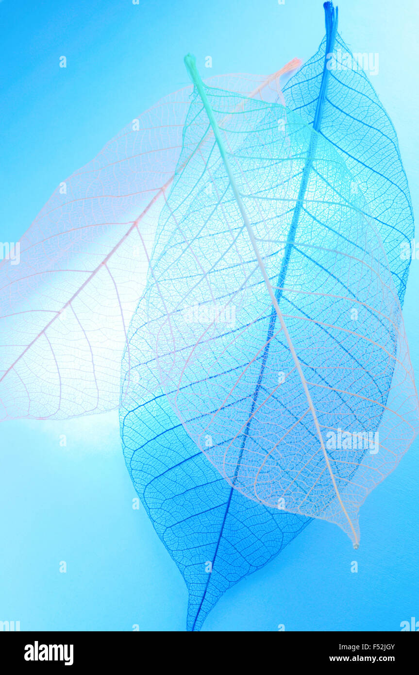 Leaf Crunch High Resolution Stock Photography and Images - Alamy