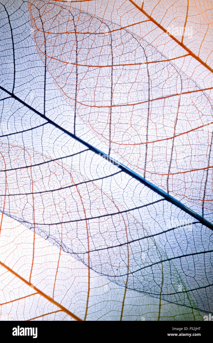 Leaf with grain Stock Photo - Alamy