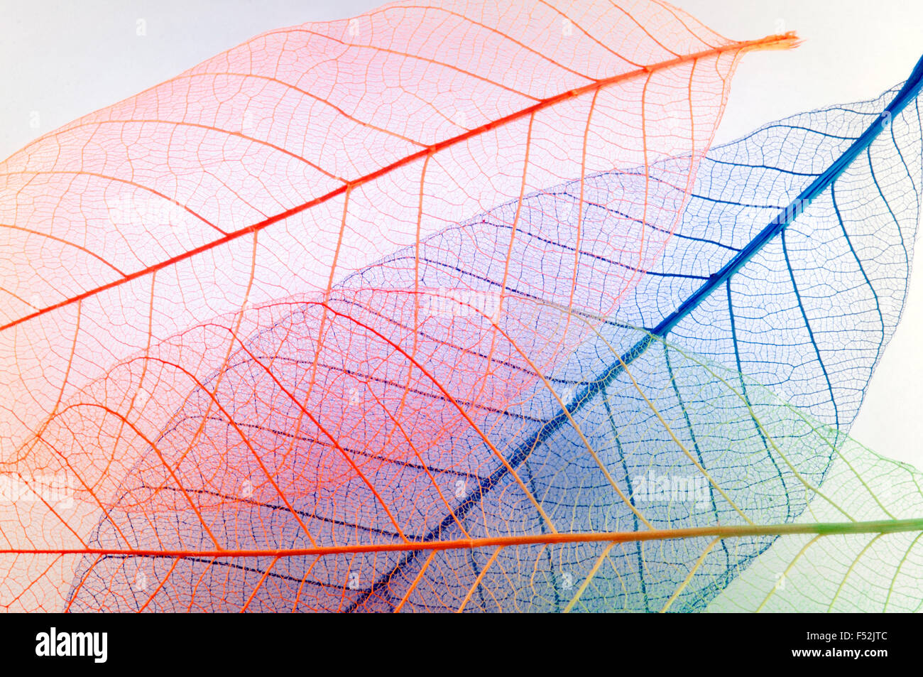 Leaf with grain Stock Photo - Alamy