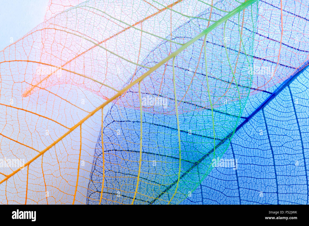 Leaf with grain Stock Photo - Alamy