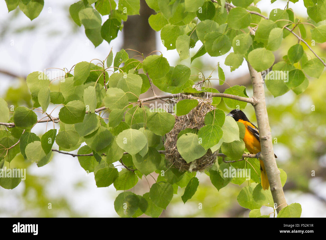 Male baltimore oriole nest hi-res stock photography and images - Alamy