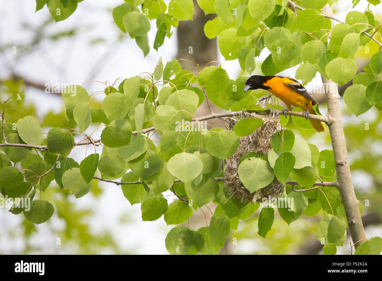 Baltimore oriole - male Stock Photo - Alamy