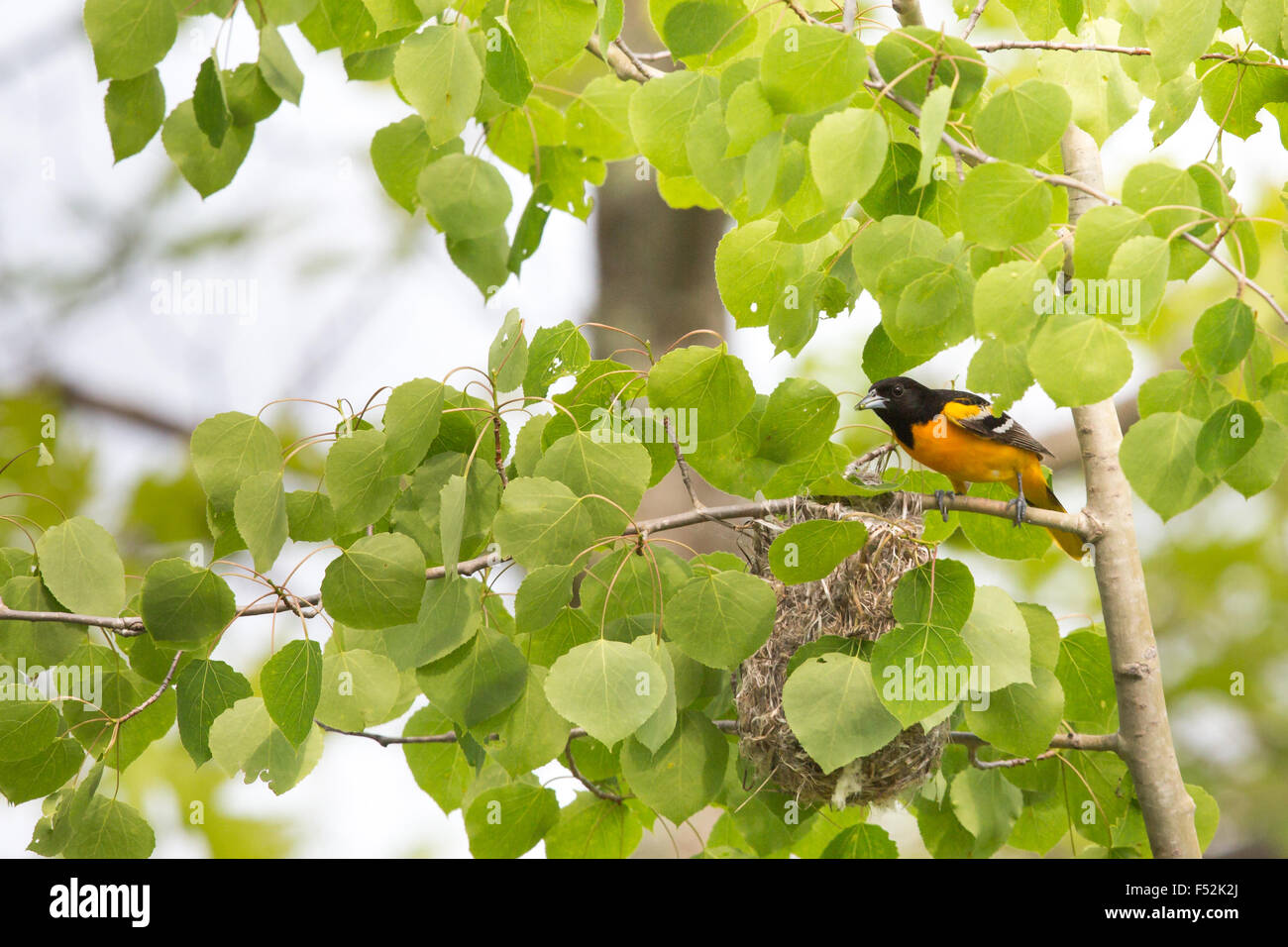 Baltimore oriole - male Stock Photo - Alamy