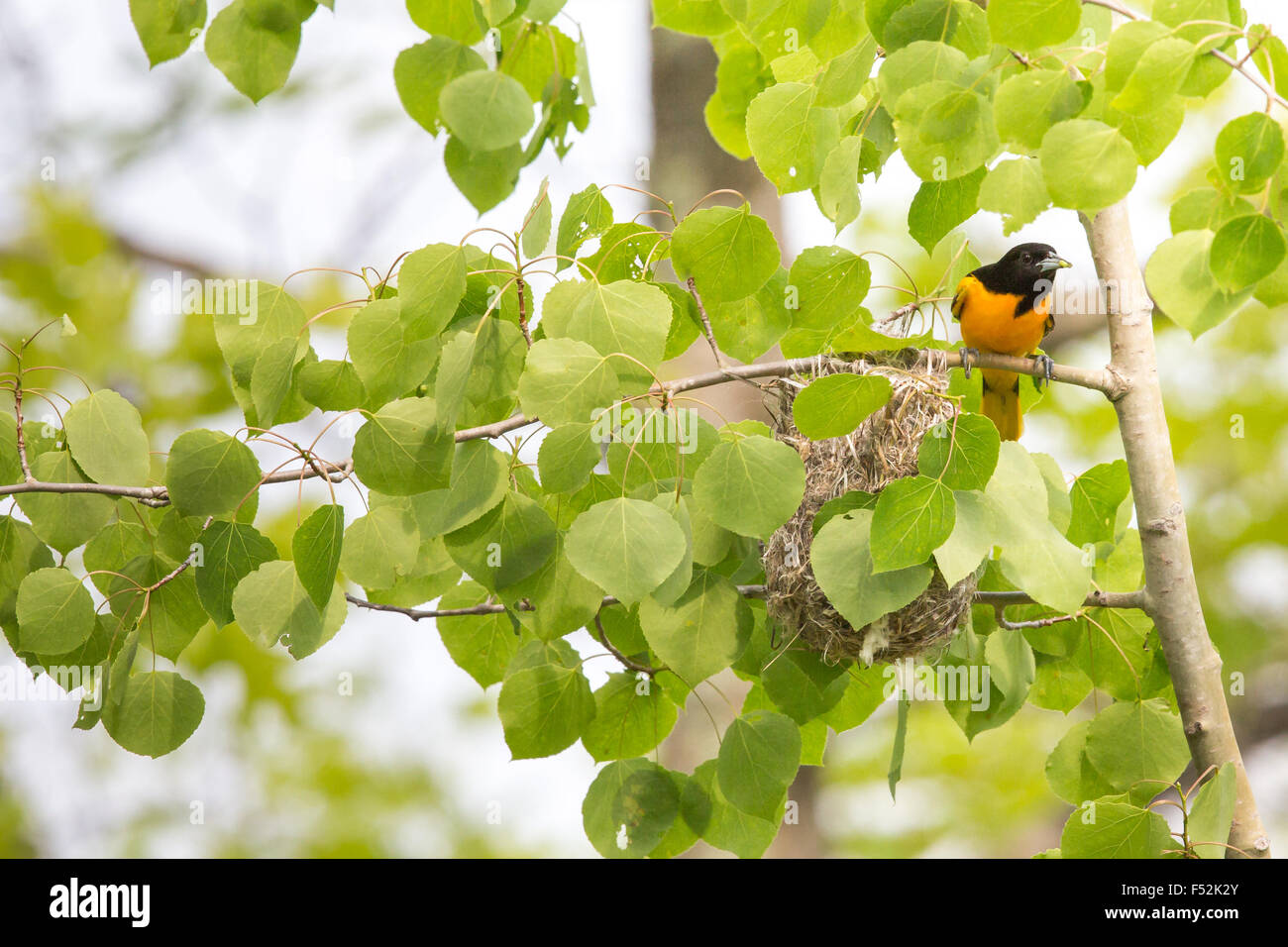 Baltimore oriole - male Stock Photo - Alamy