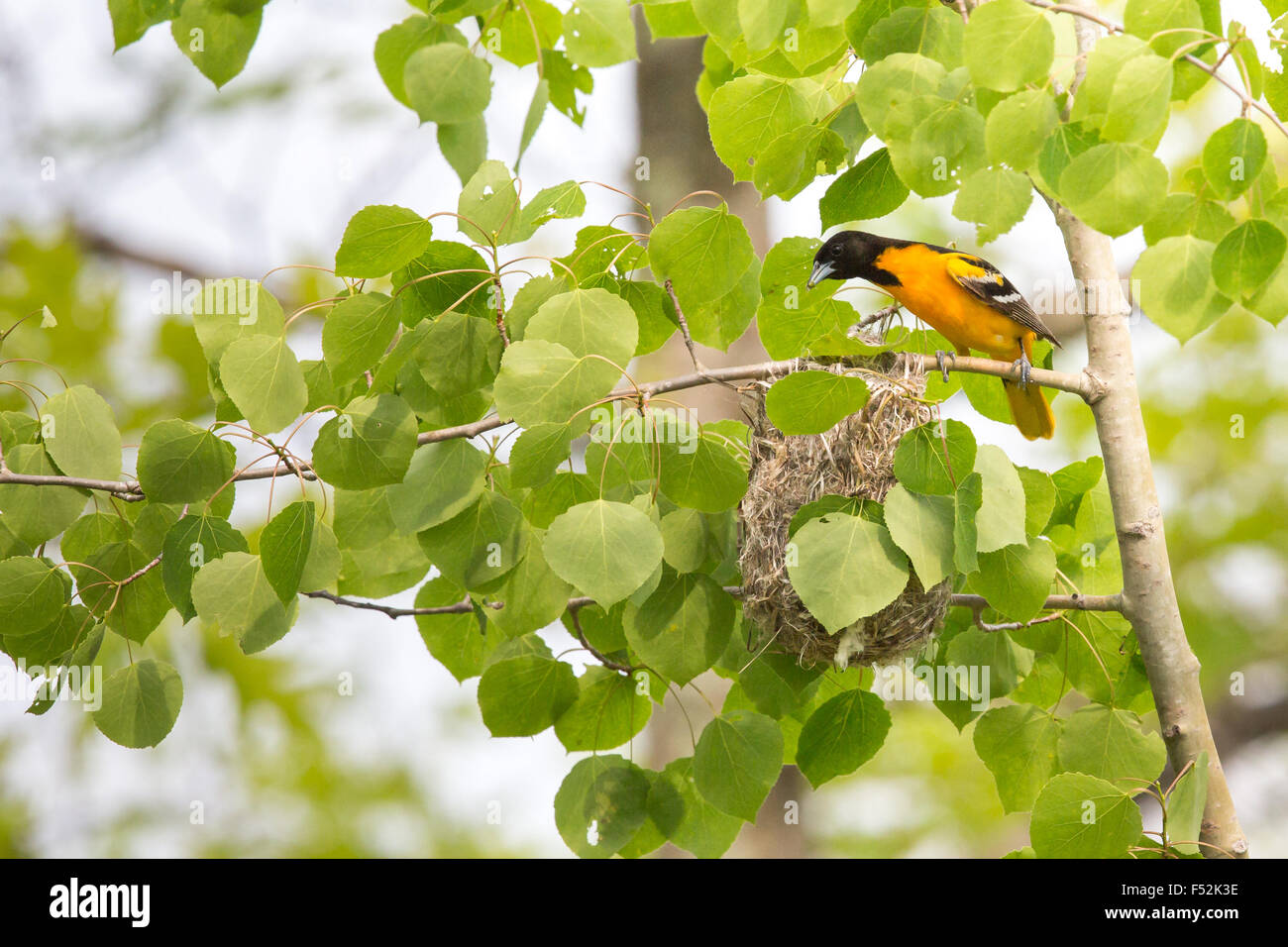 Baltimore oriole - male Stock Photo - Alamy