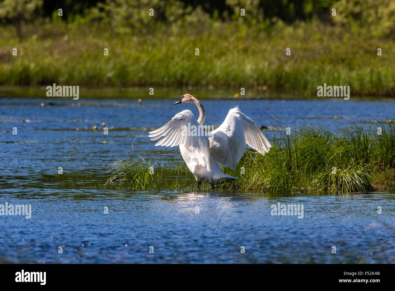American trumpeter hi-res stock photography and images - Alamy