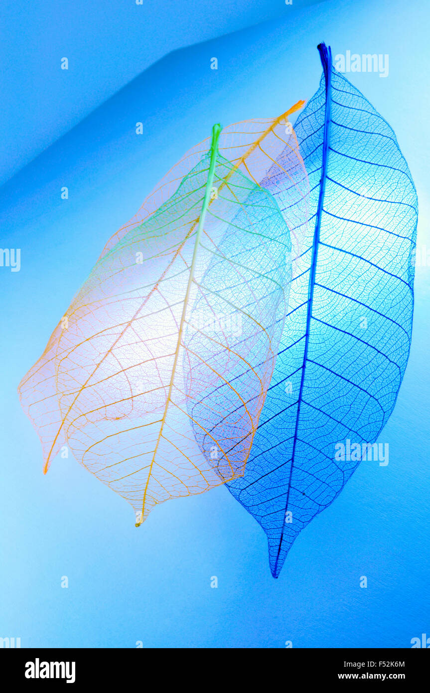 Leaf with grain Stock Photo - Alamy