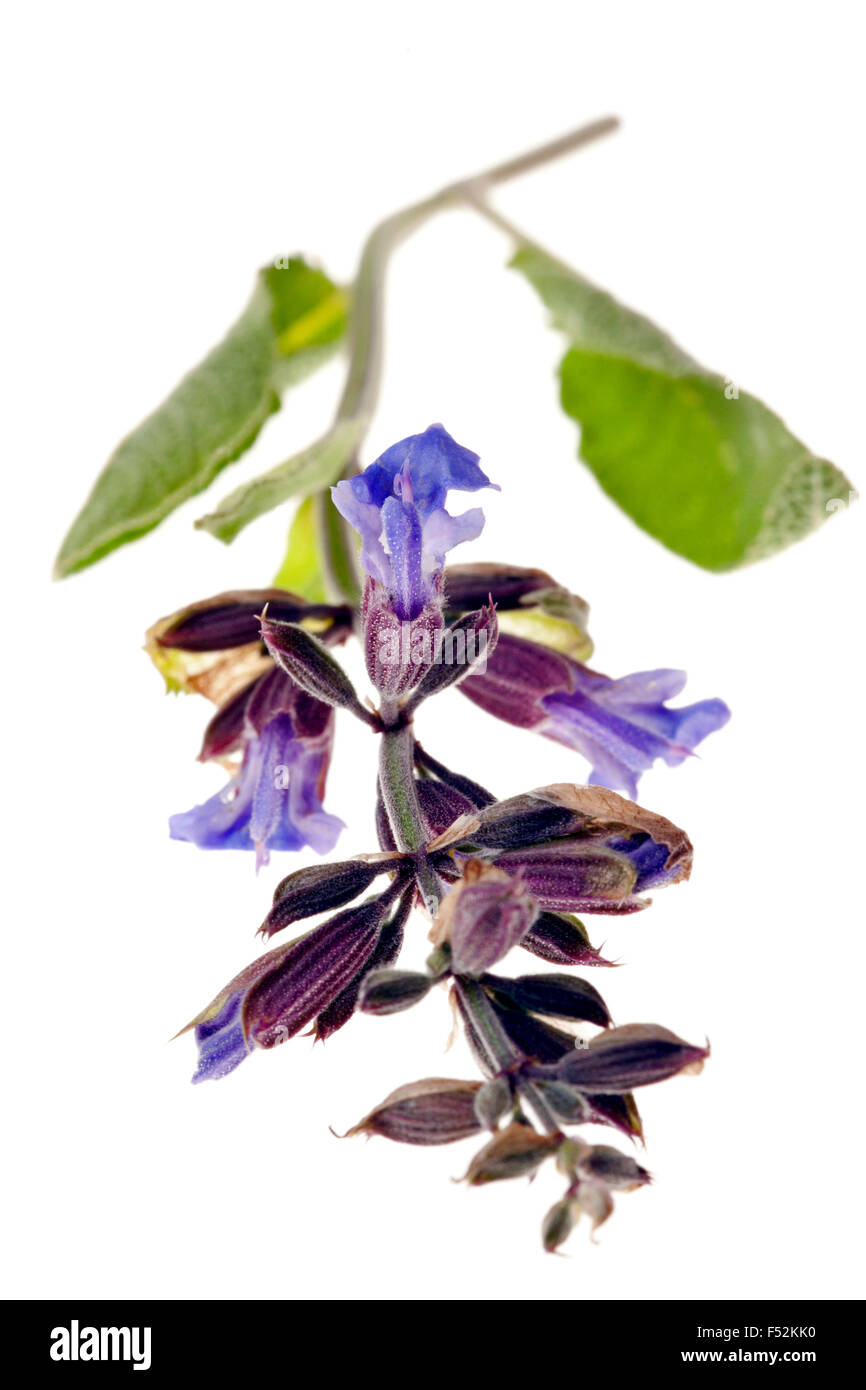 cut-out, sage, blossoms, medicinal plants Stock Photo - Alamy