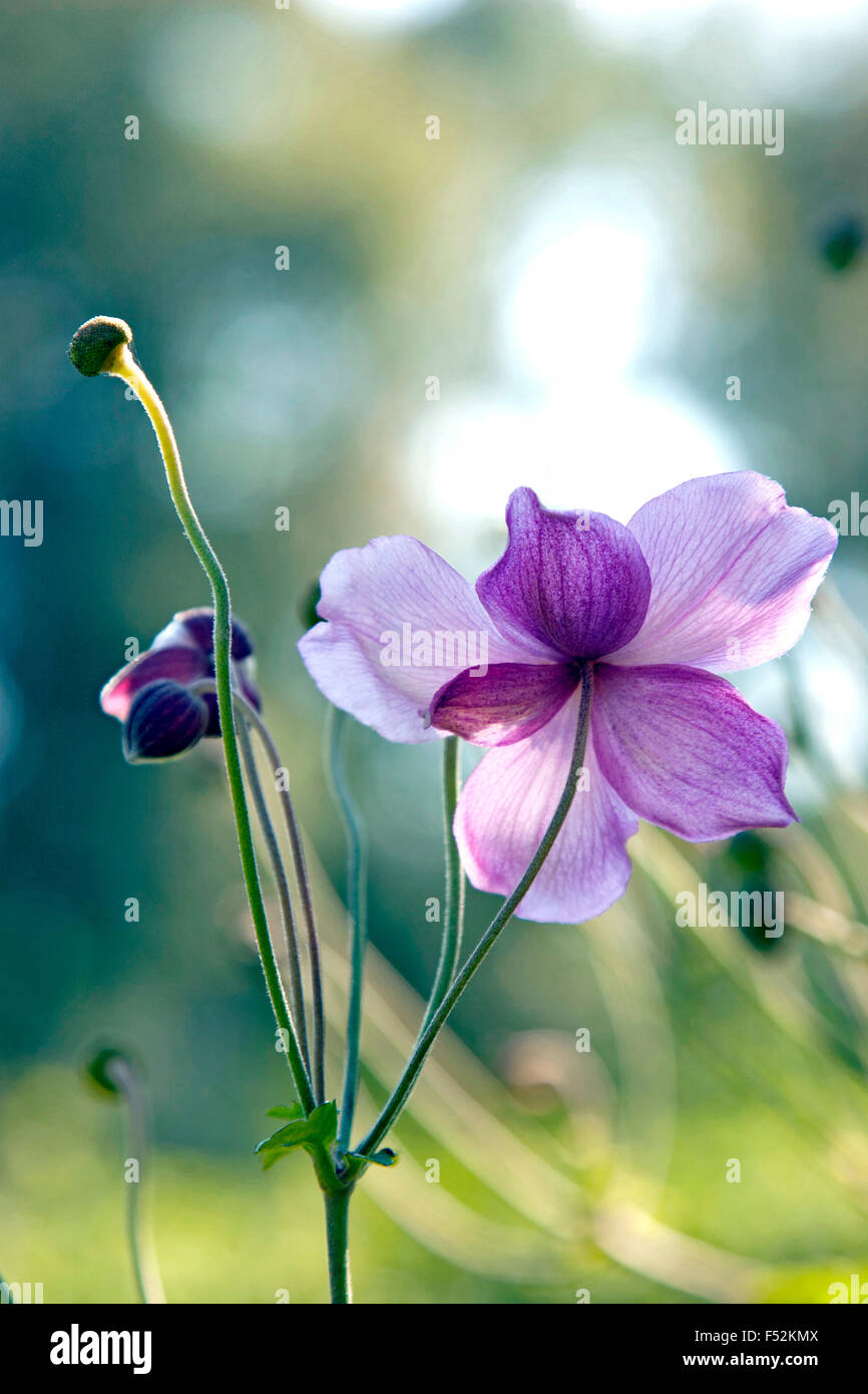 Summer, anemone, flowers Stock Photo - Alamy