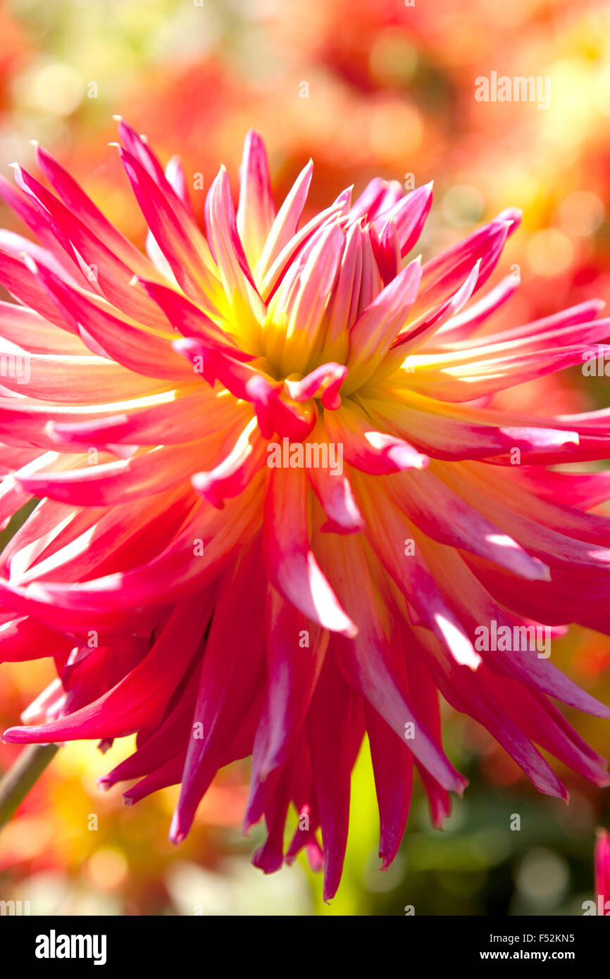 Summer, dahlia, flowers Stock Photo - Alamy