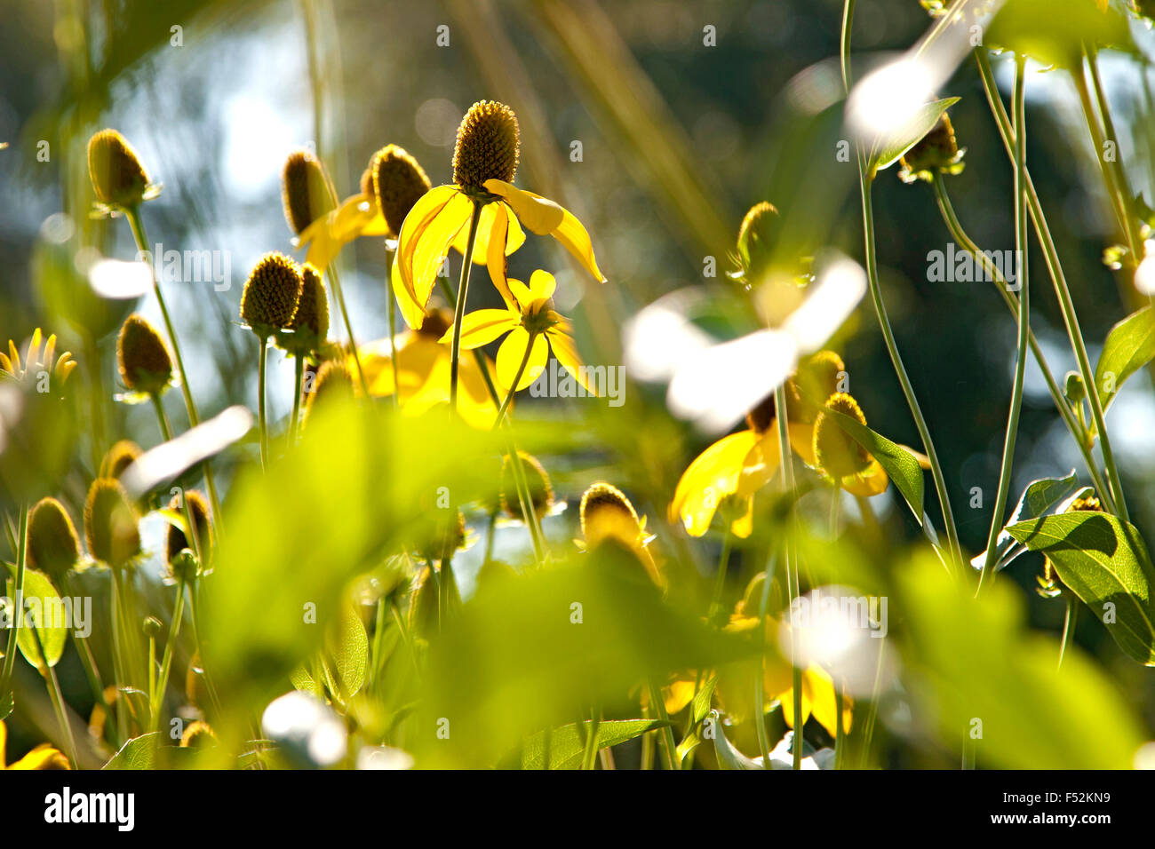 Summer, orange cornflower, flowers Stock Photo - Alamy
