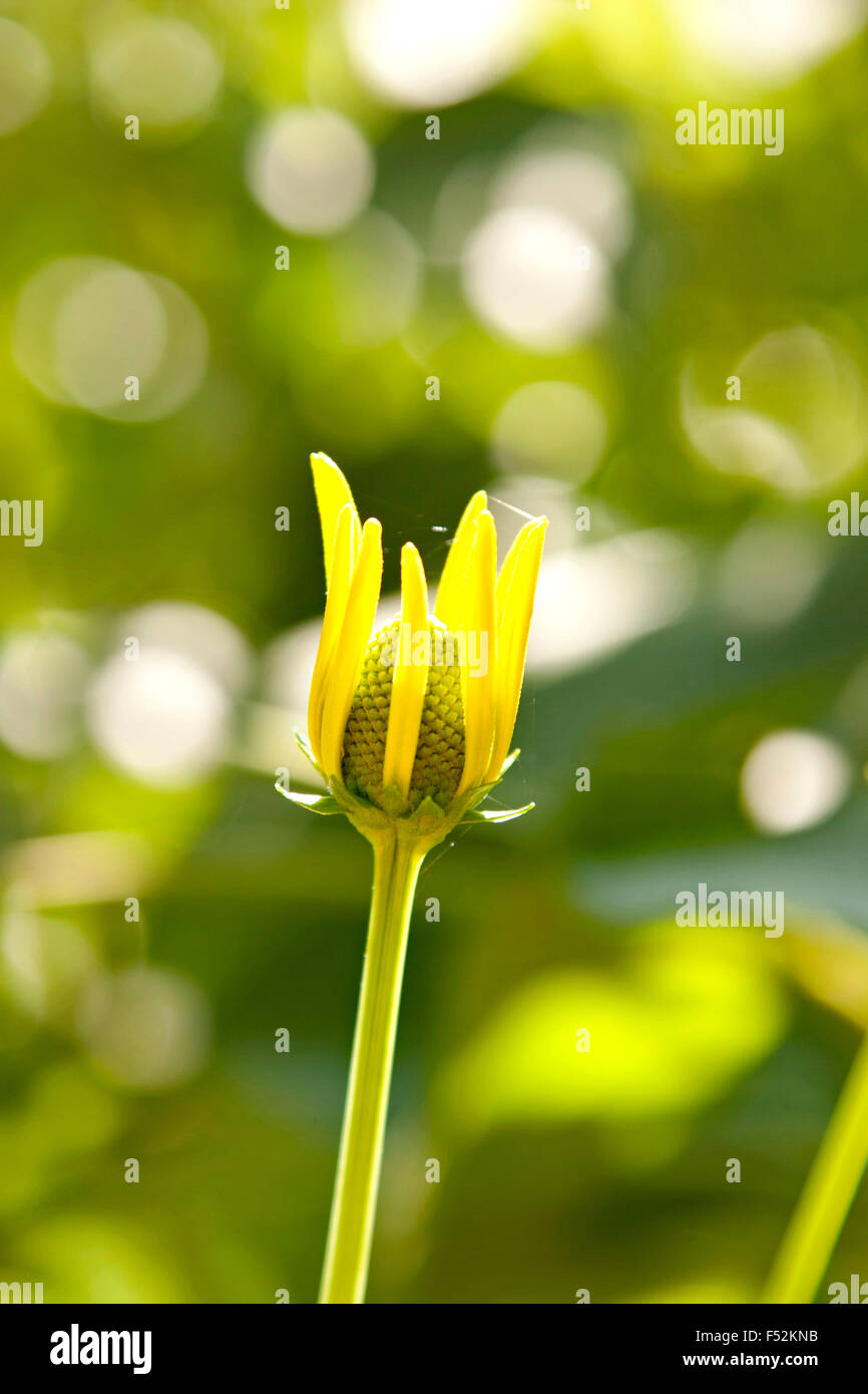 Summer, orange cornflower, flowers Stock Photo - Alamy