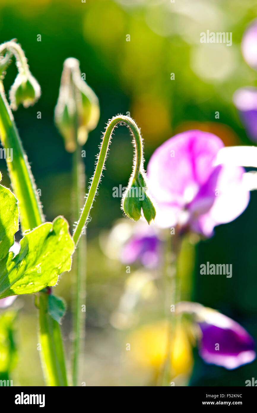 Summer, vetch, flowers Stock Photo - Alamy