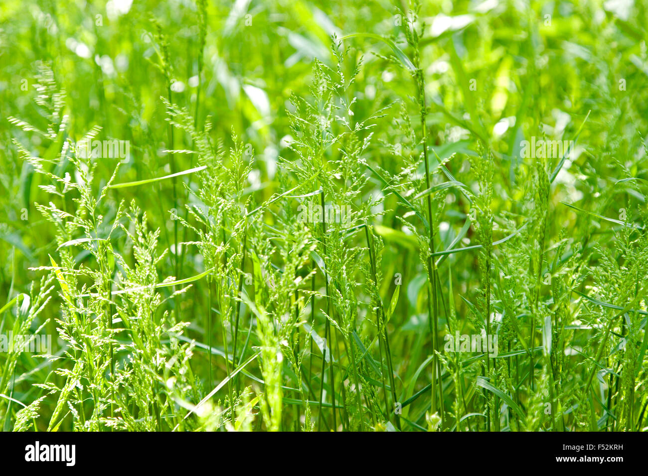Spring, grasses, pollen Stock Photo - Alamy