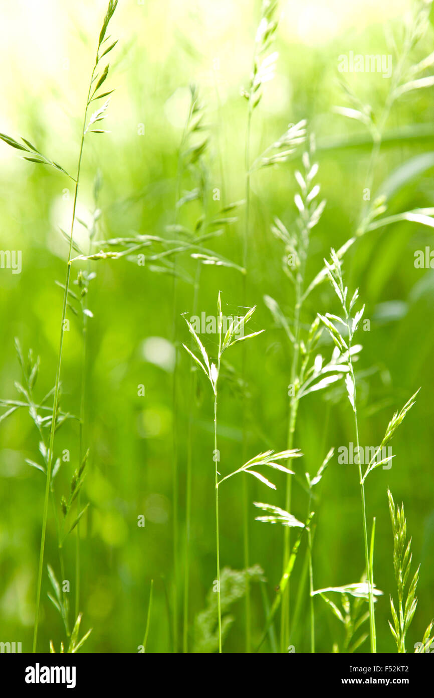 Spring, grasses, pollen Stock Photo - Alamy