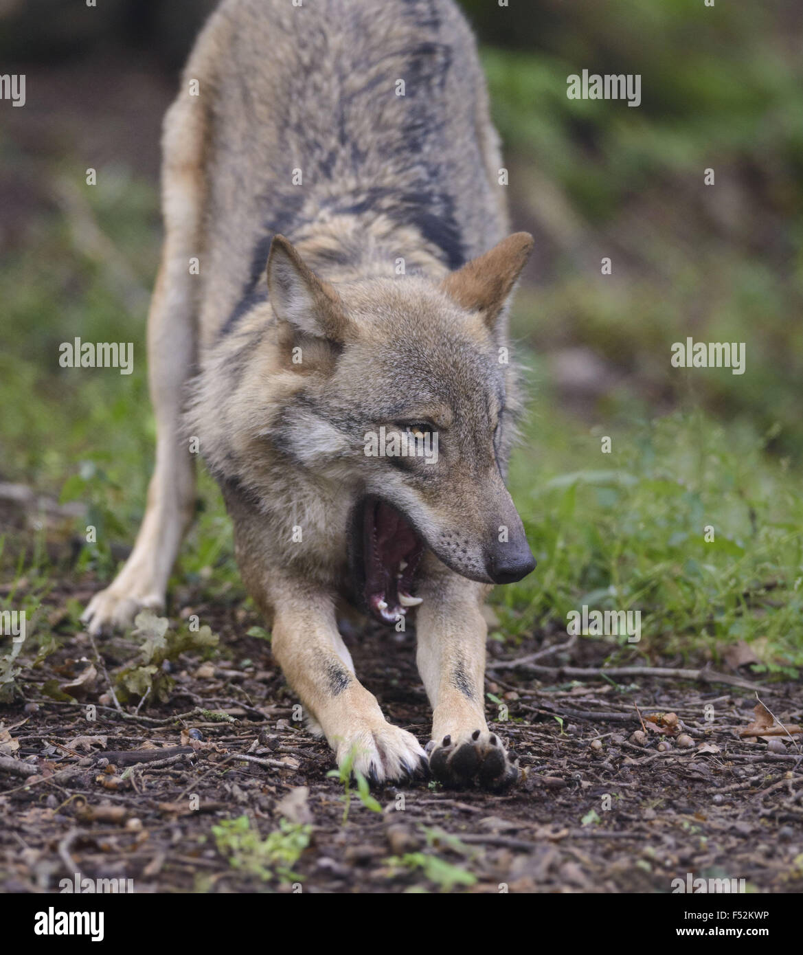 Wolf, Canis lupus, female, yawning, 'Alte Fasanerie Hanau' Stock Photo ...