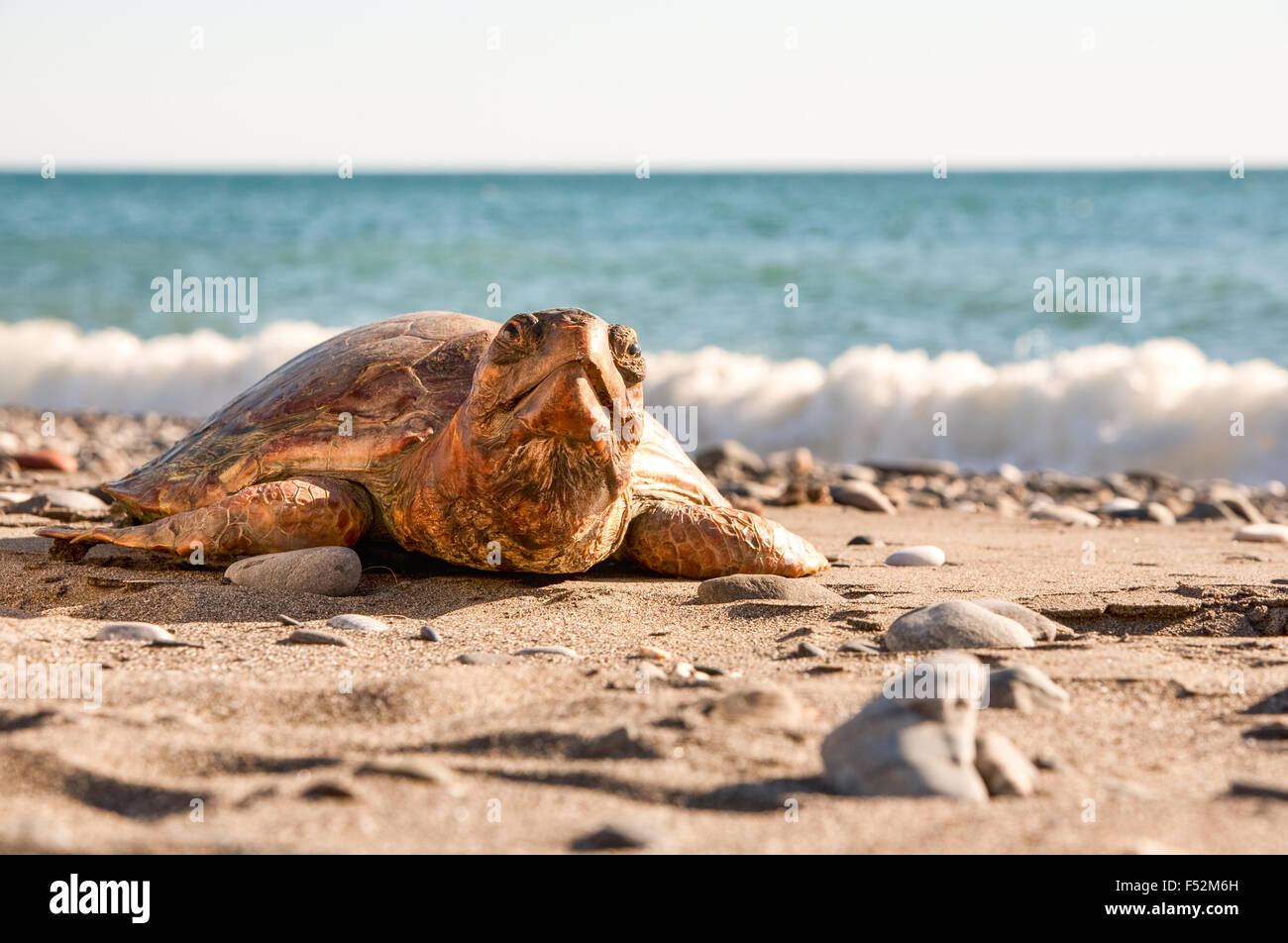 Turtles Are Reptiles Of The Order Characterized By A Special Bony Or ...